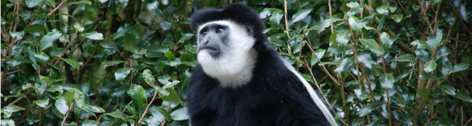 Wildlife of Kilimanjaro - Climb Mount Kilimanjaro