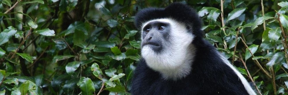 Background Information on Kilimanjaro - Climb Mount Kilimanjaro